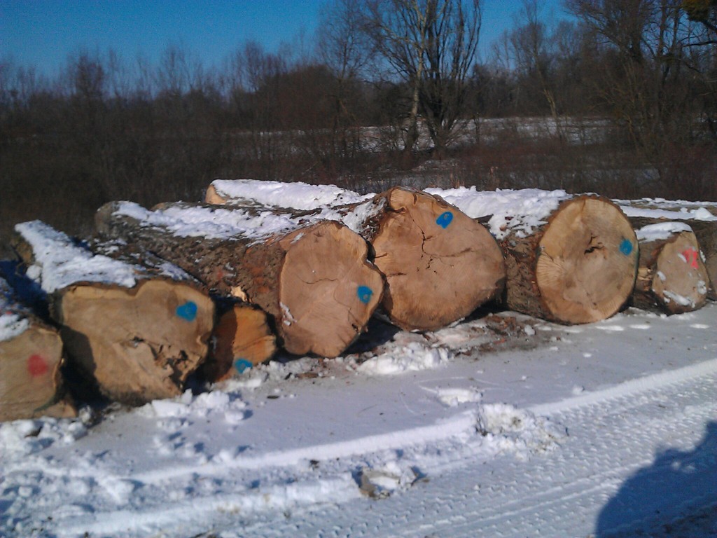 Poplar logs February | pristas.sk